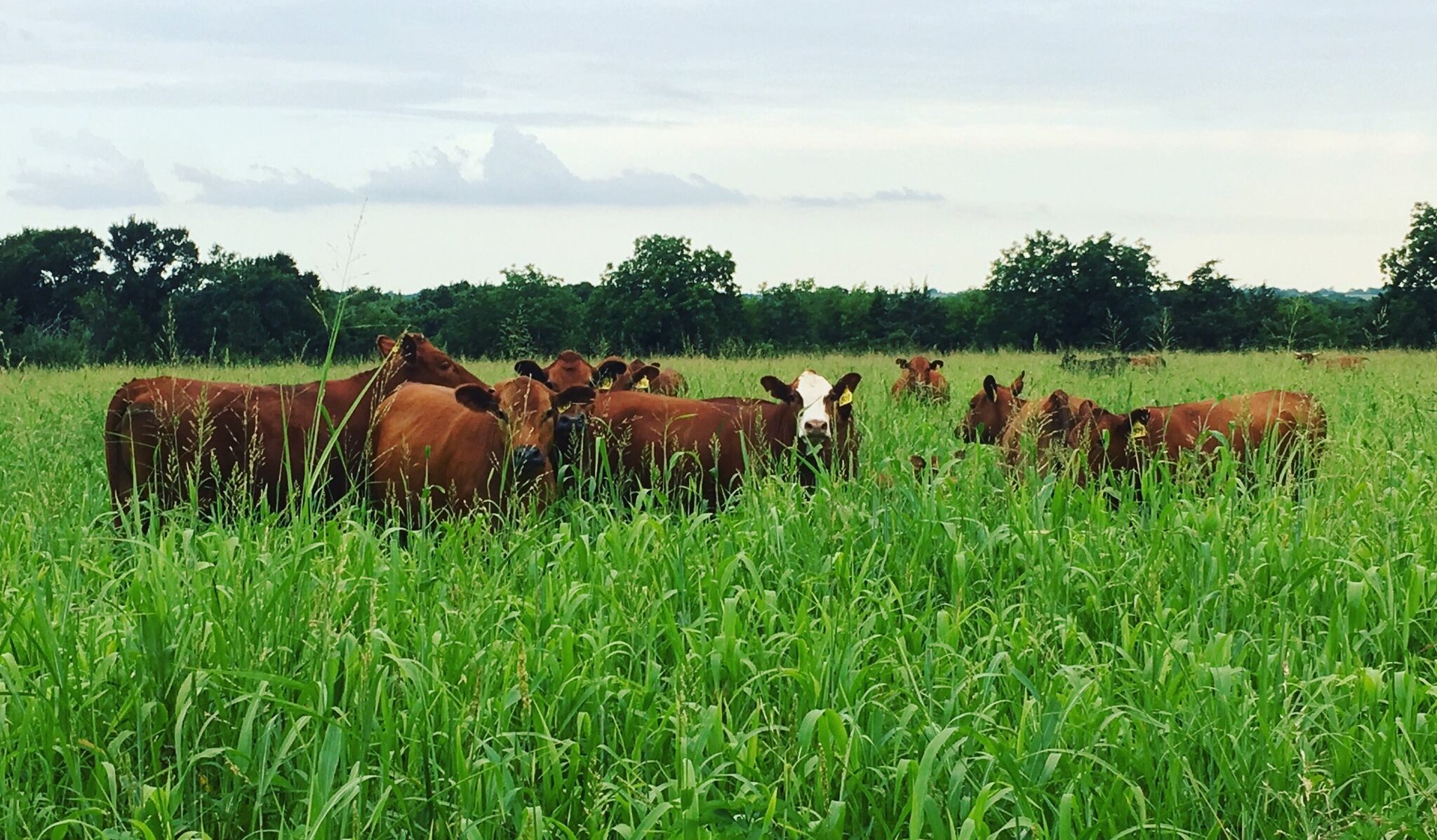 Buy Shirttail Creek Farm Beef In Austin, Texas | Fresh Plus